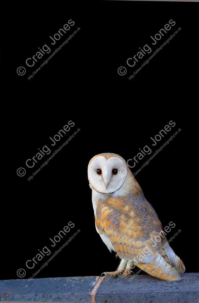 Barn Owl Portrait in Grassland - Craig Jones Wildlife Photography