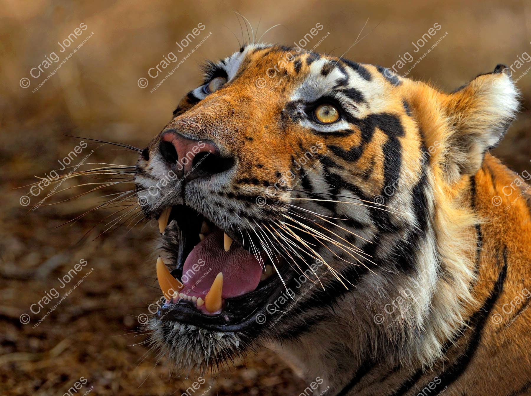 Seen Something in Limited Editions - Craig Jones Wildlife Photography